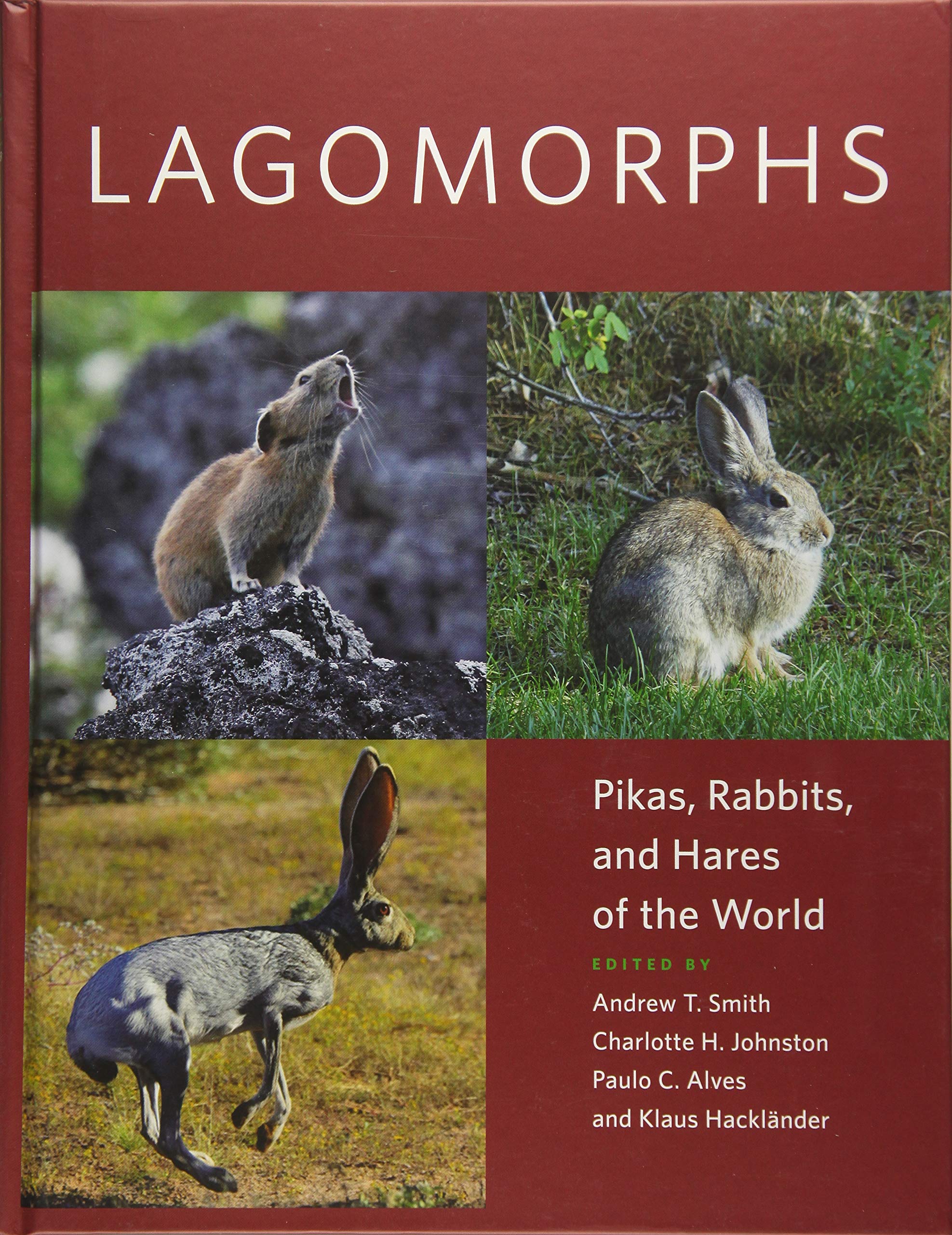 Lagomorphs Pikas Rabbits And Hares Of The World | Desertcart INDIA