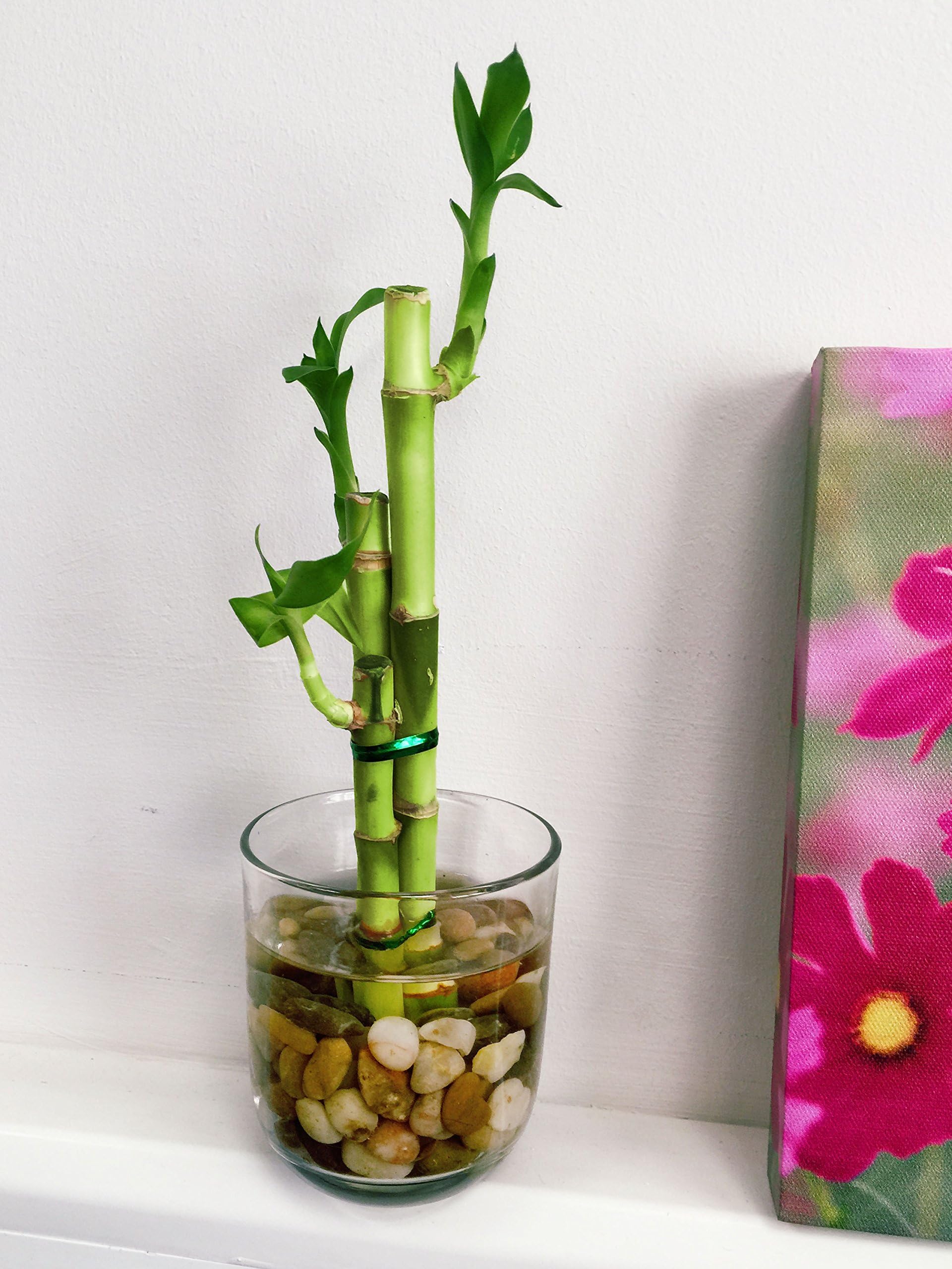 Baby Lucky Bamboo Plant - Dracaena Sanderiana Small Indoor Houseplant ...