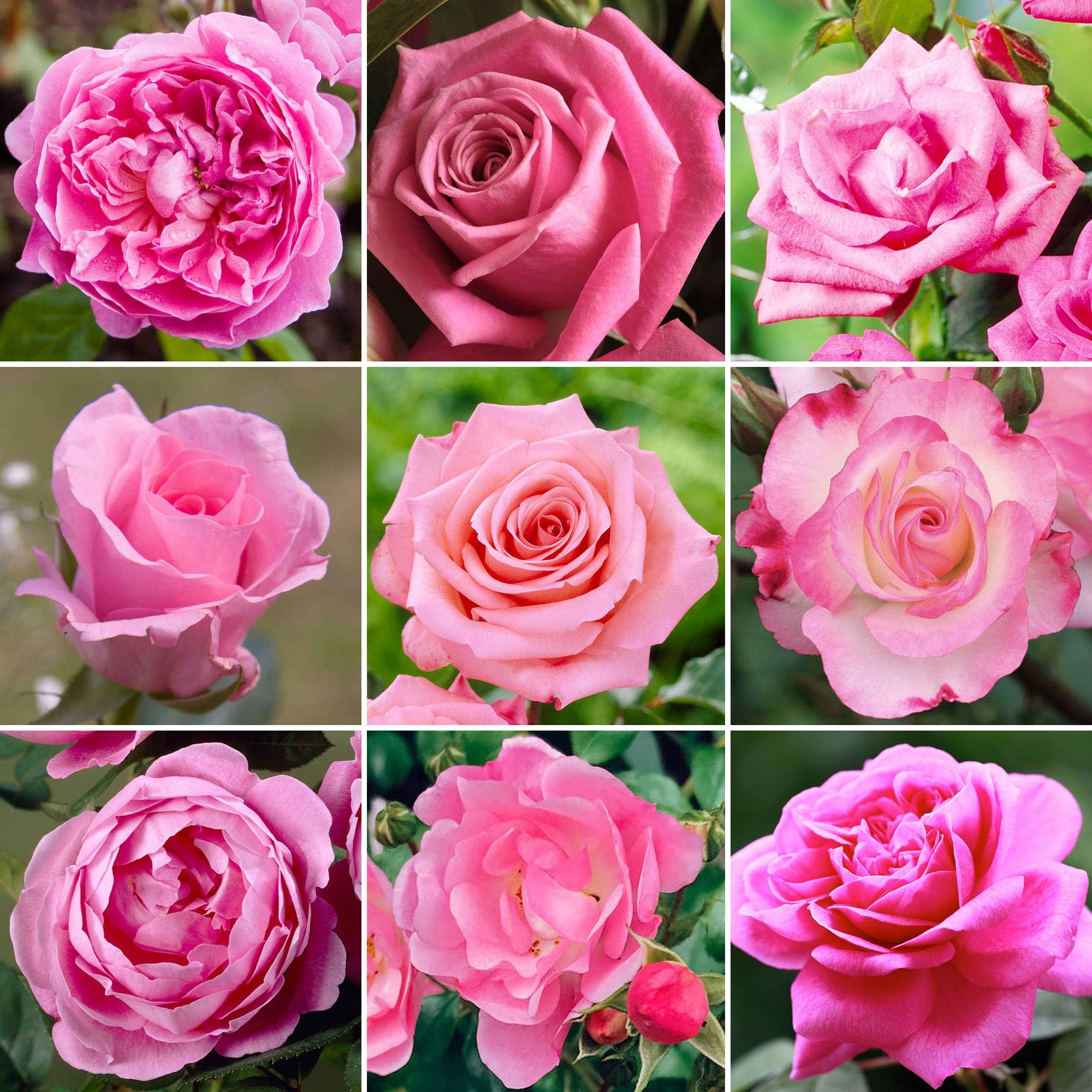 1 Gorgeous Fragrant Pink Climbing Rose Bare Rooted Plant Bush Shurb ...