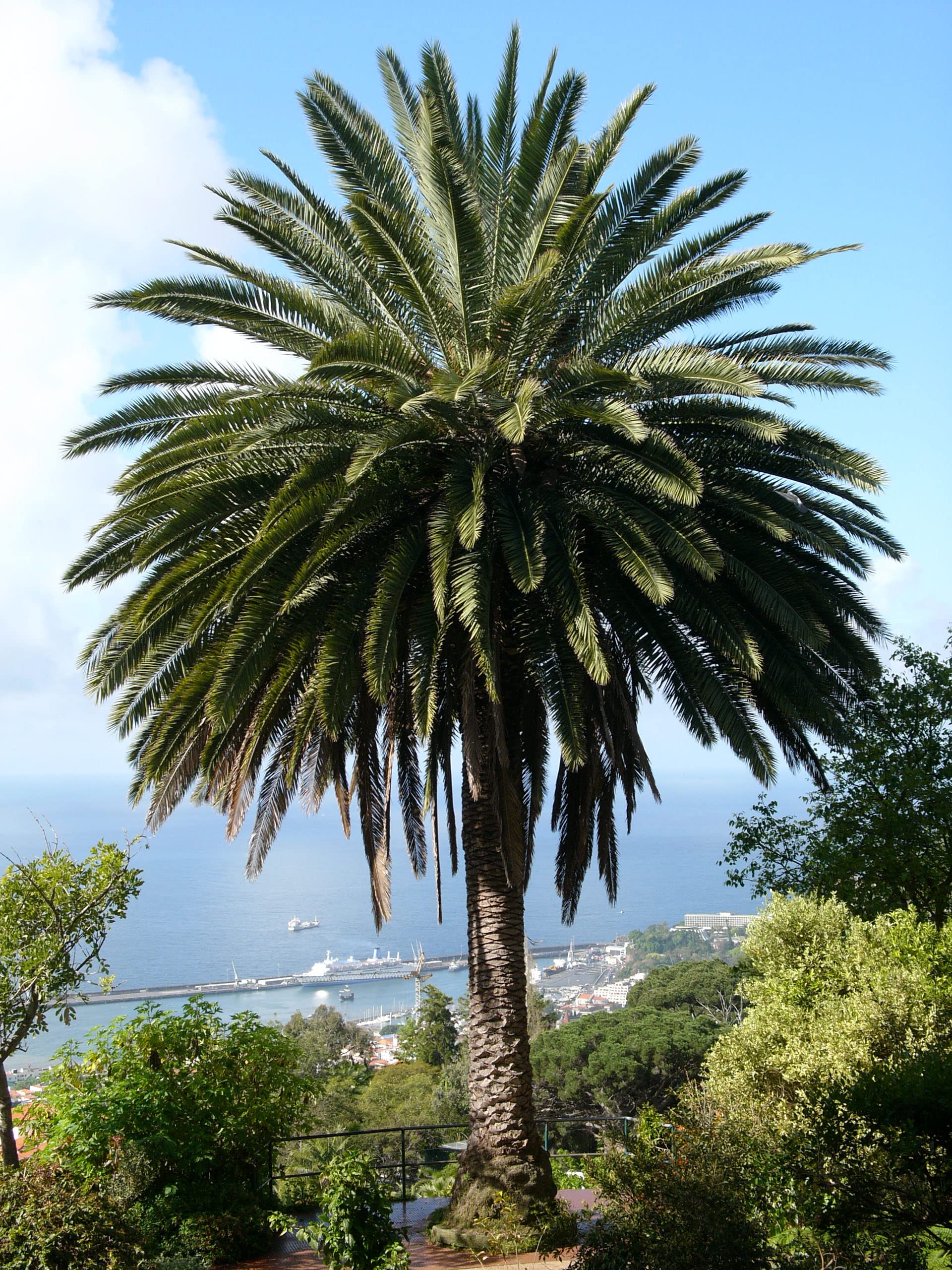 Palmeras Altas En Florida