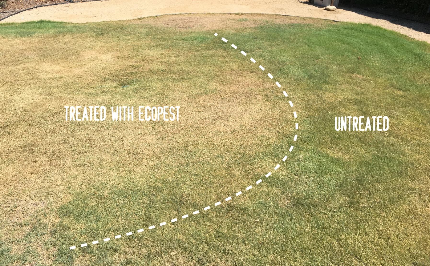 Amazon.com: EcoSMART 33134 Insect Killer Granules Bag, 1 Pack(10 Lbs ...