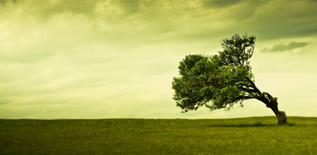 Tree 4K Wallpaper - App on Amazon Appstore