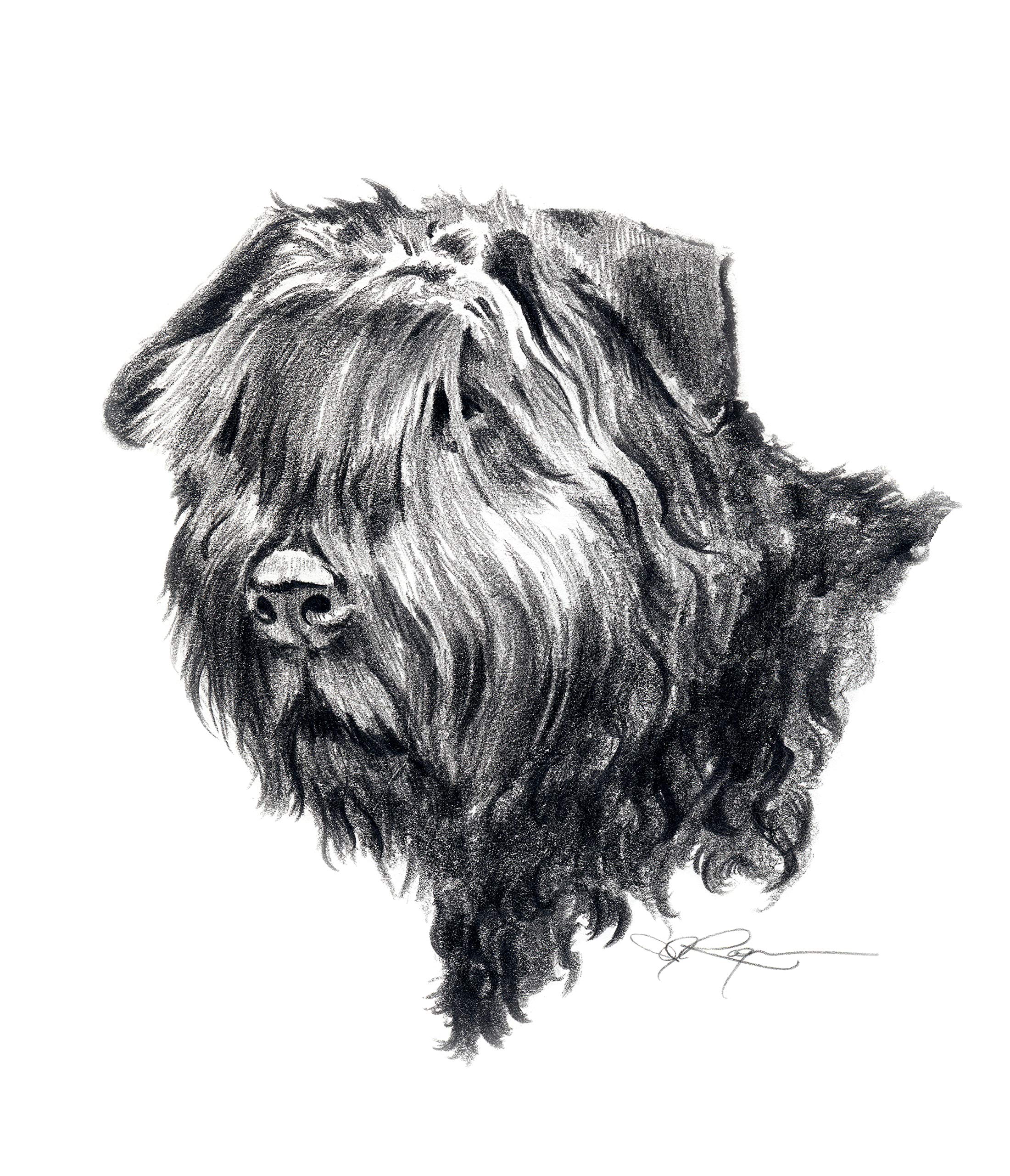 White Bouvier Des Flandres