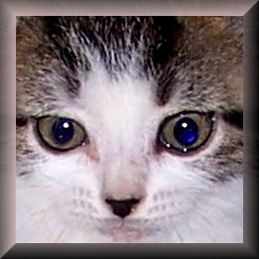 Purr Kitty Plus - App on Amazon Appstore