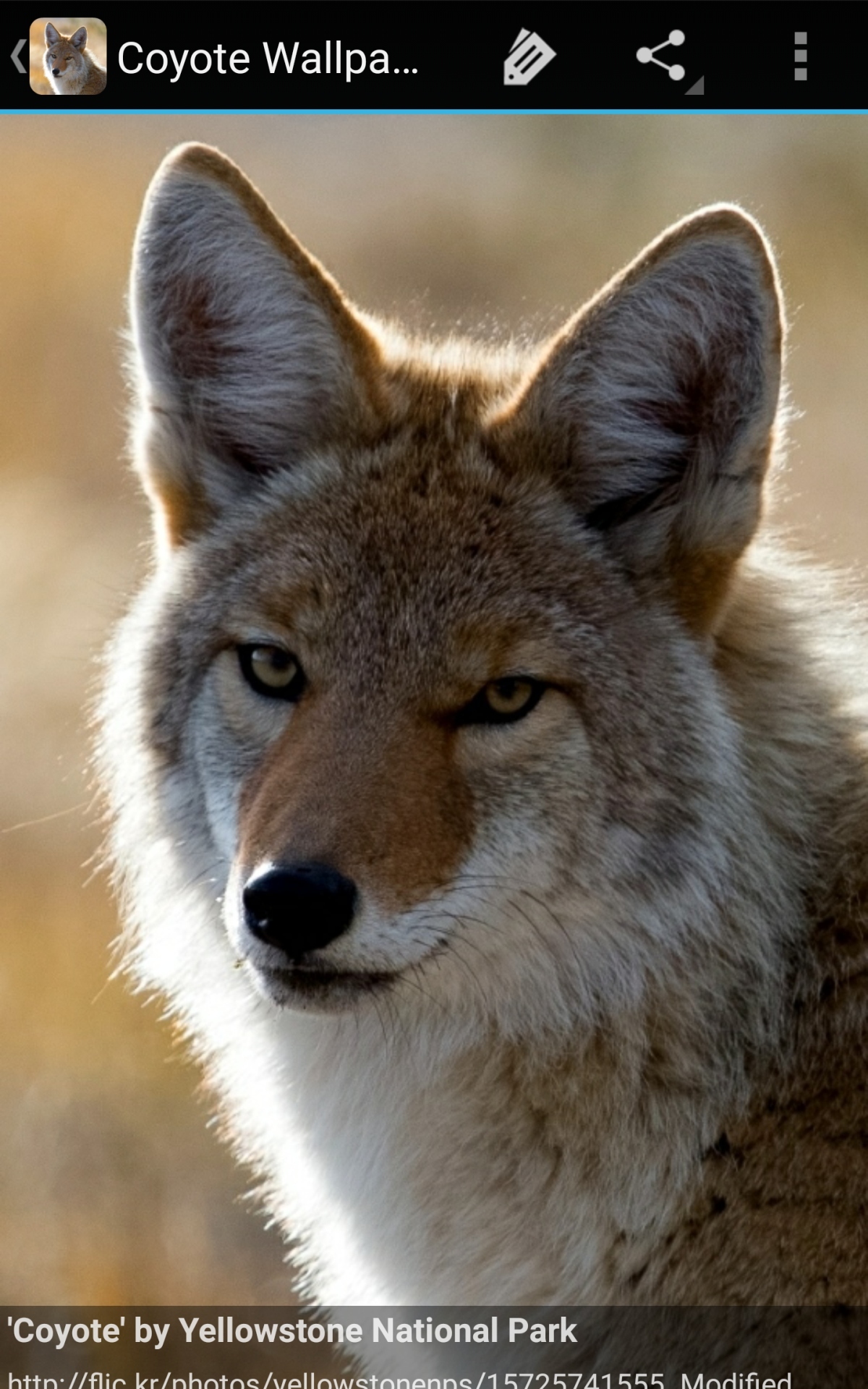 Coyote Wallpaper - App on Amazon Appstore