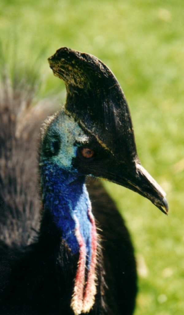 Cassowary Wallpaper -- HD Wallpapers of Cassowary! - App on Amazon Appstore