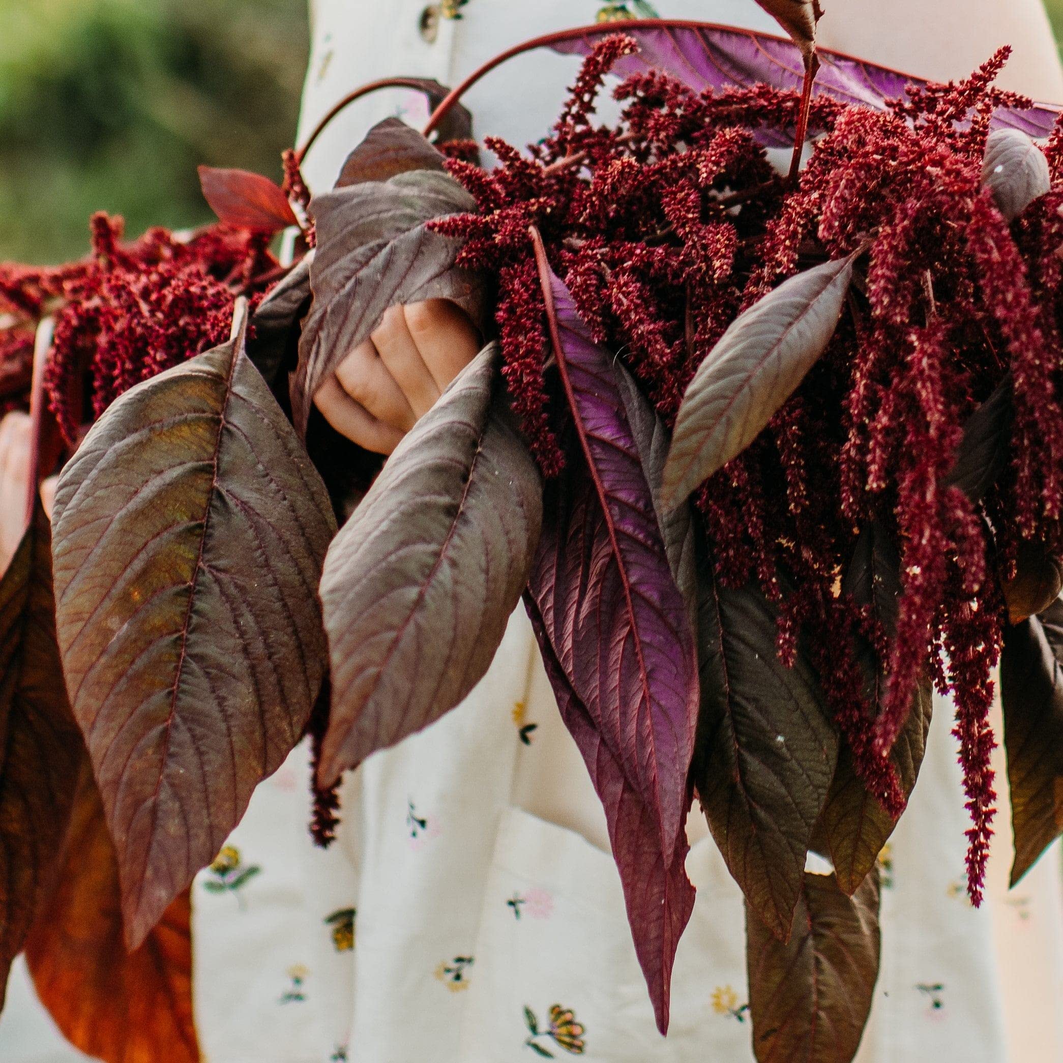 Amazon.com : Kerala Red Spinach Amaranth - 200 Seeds - Heirloom & Open ...