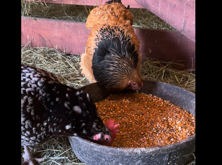 Watch Whole grain chicken feed - 2 chickens enjoying their meal on ...