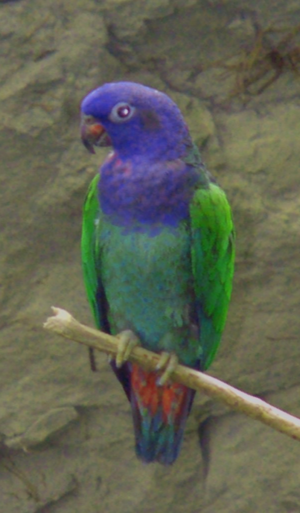 Pionus Parrot Wallpaper -- HD Wallpapers of Pionus Parrots! - App on ...