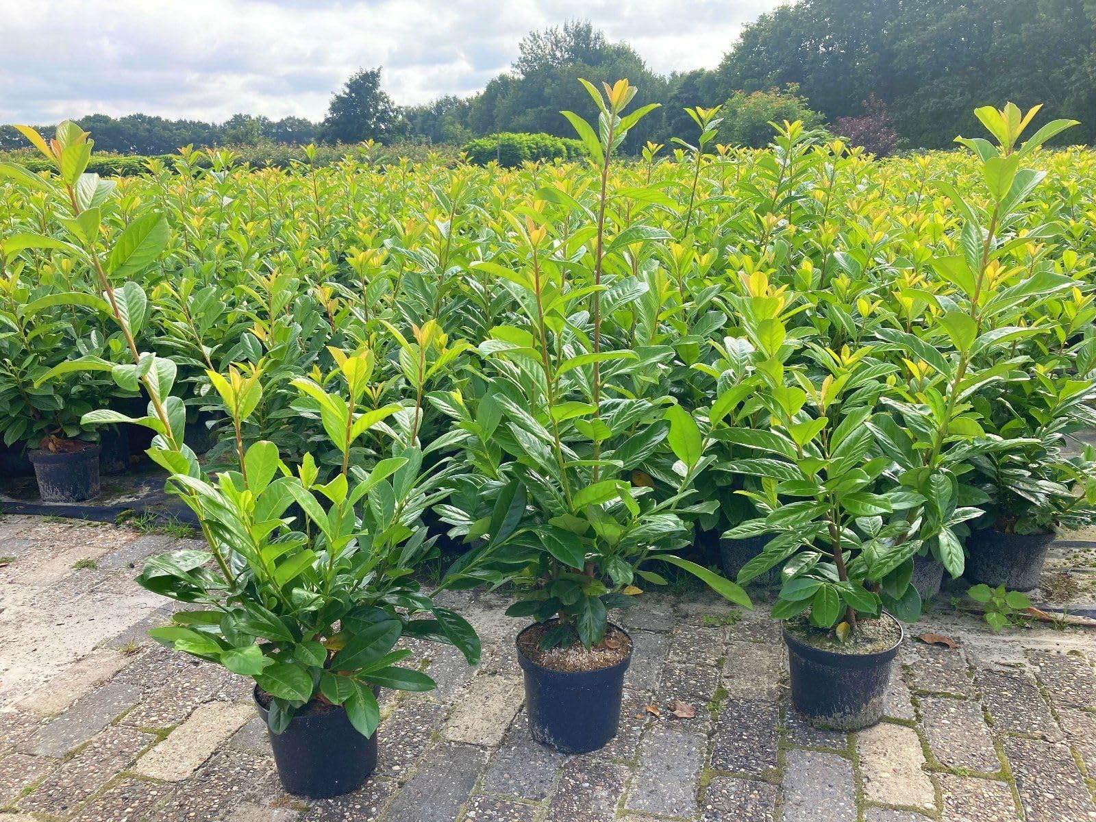 Prunus lauroc winterharte Heckenpflanze Kirschlorbeer 40-60cm im Topf ...