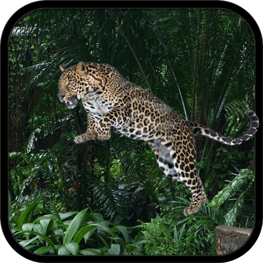 Wild Leopard Simulator - App on the Amazon Appstore