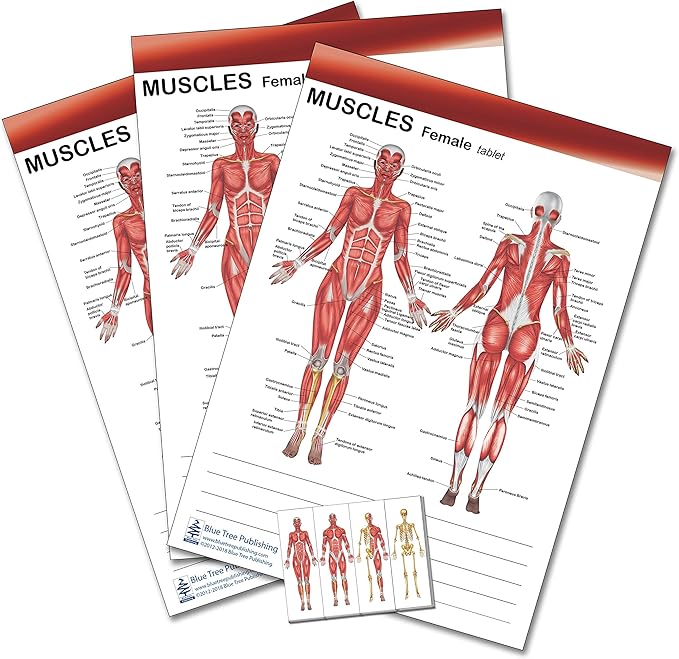 Amazon.com : Blue Tree Publishing Anatomy Sticky Note Tabs with Muscle ...