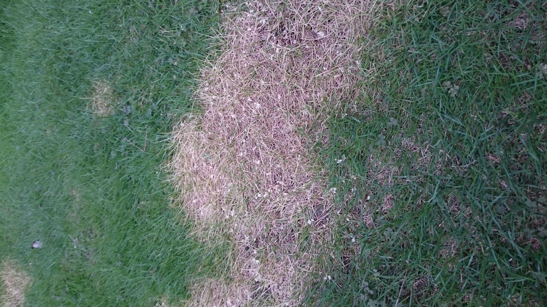 Amazon | 理研 グリーン 芝生用 除草剤 MCPP液剤 250ml | 除草剤