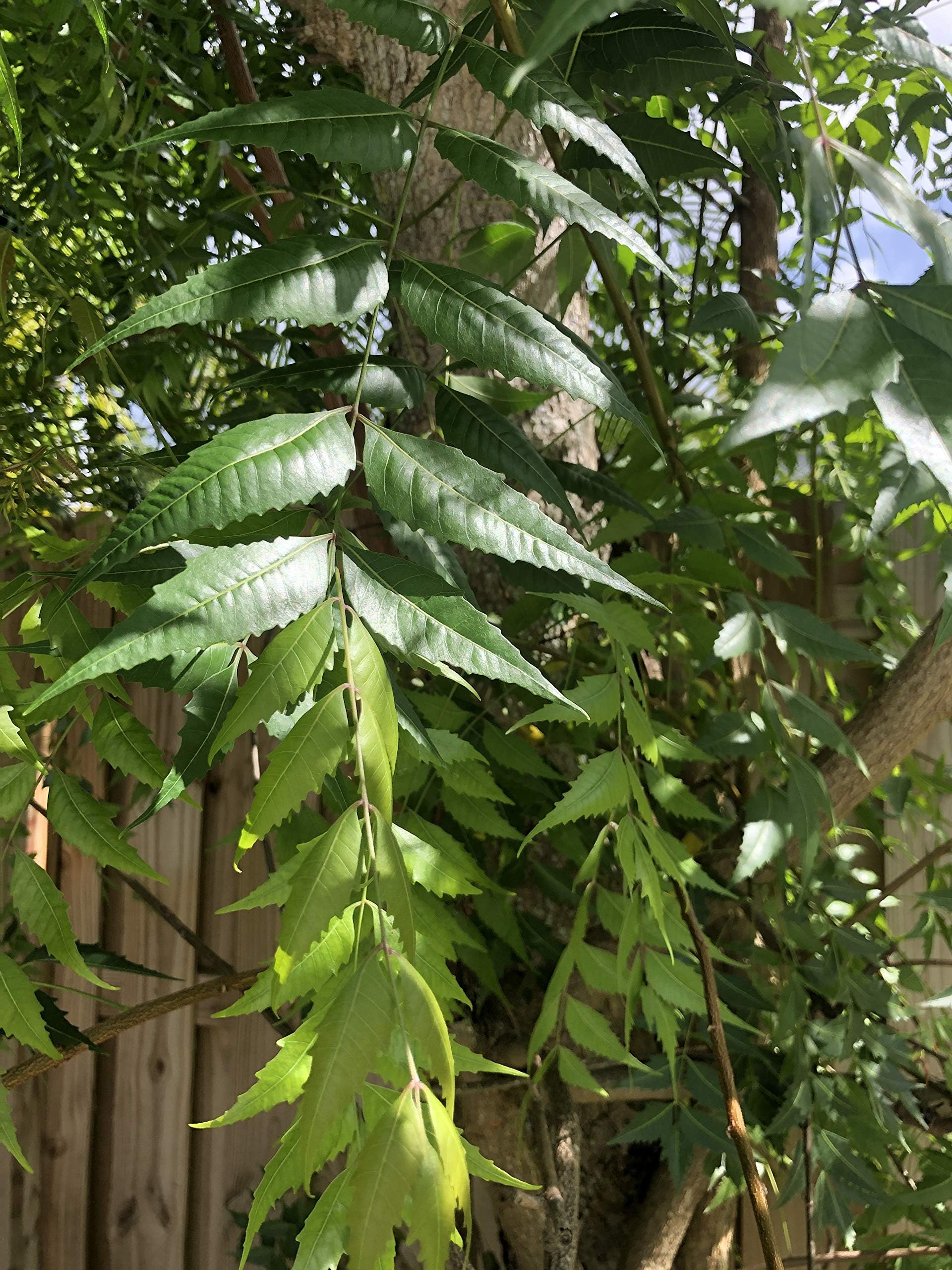 Amazon.com: Fresh Neem Leaves and Chewing Sticks (Margosa or ...