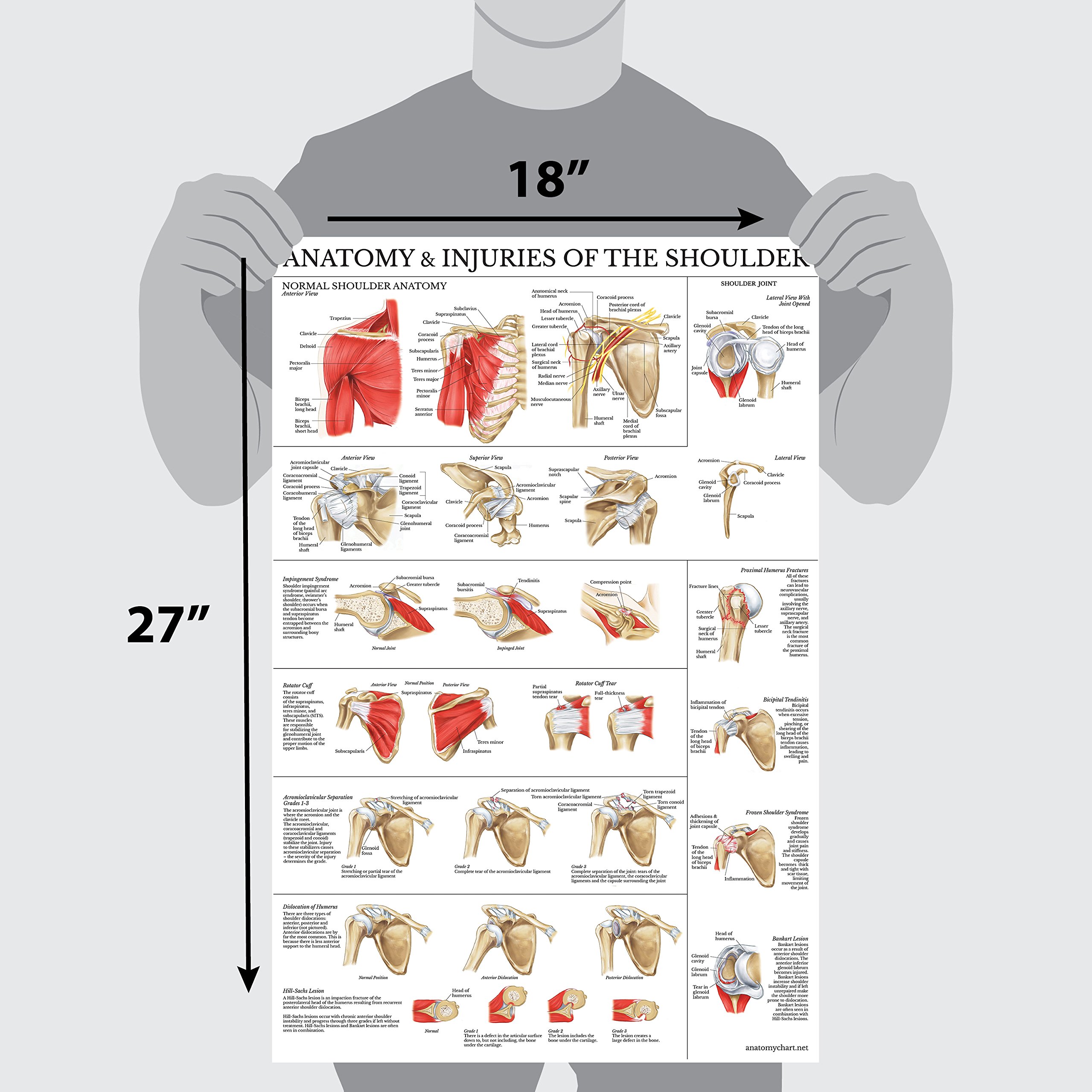 Muscular System & Shoulder Anatomy Poster Set - Laminated Anatomical ...