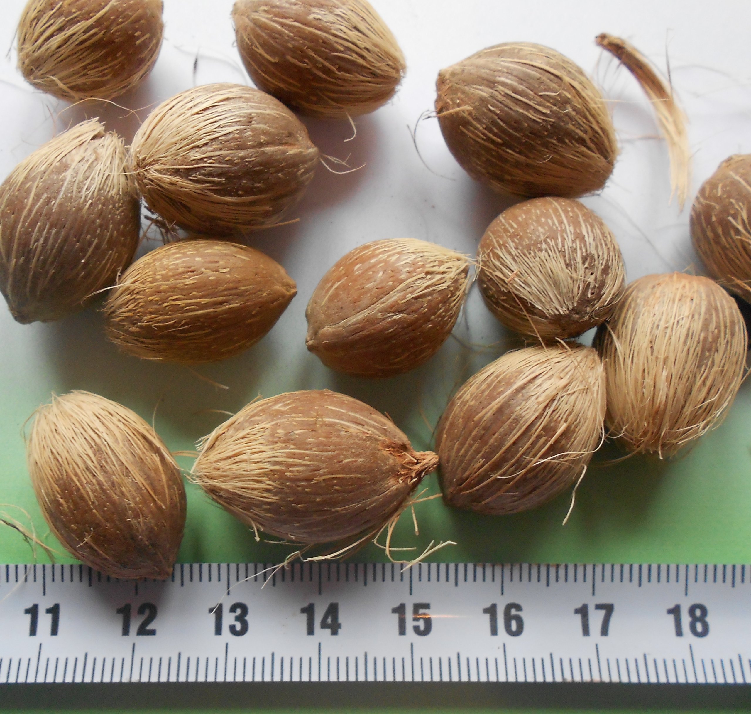 Queen Palm Seeds Queen Palm Tree Photos, Images & Pictures