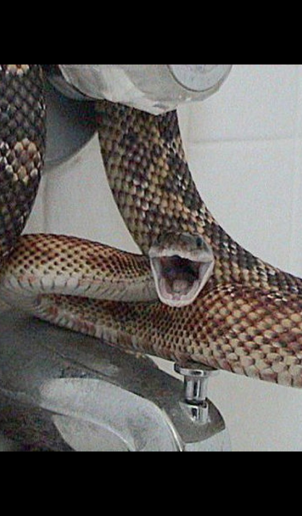 snake fang Wallpaper -- HD Wallpapers of snake fangs! - App on Amazon ...