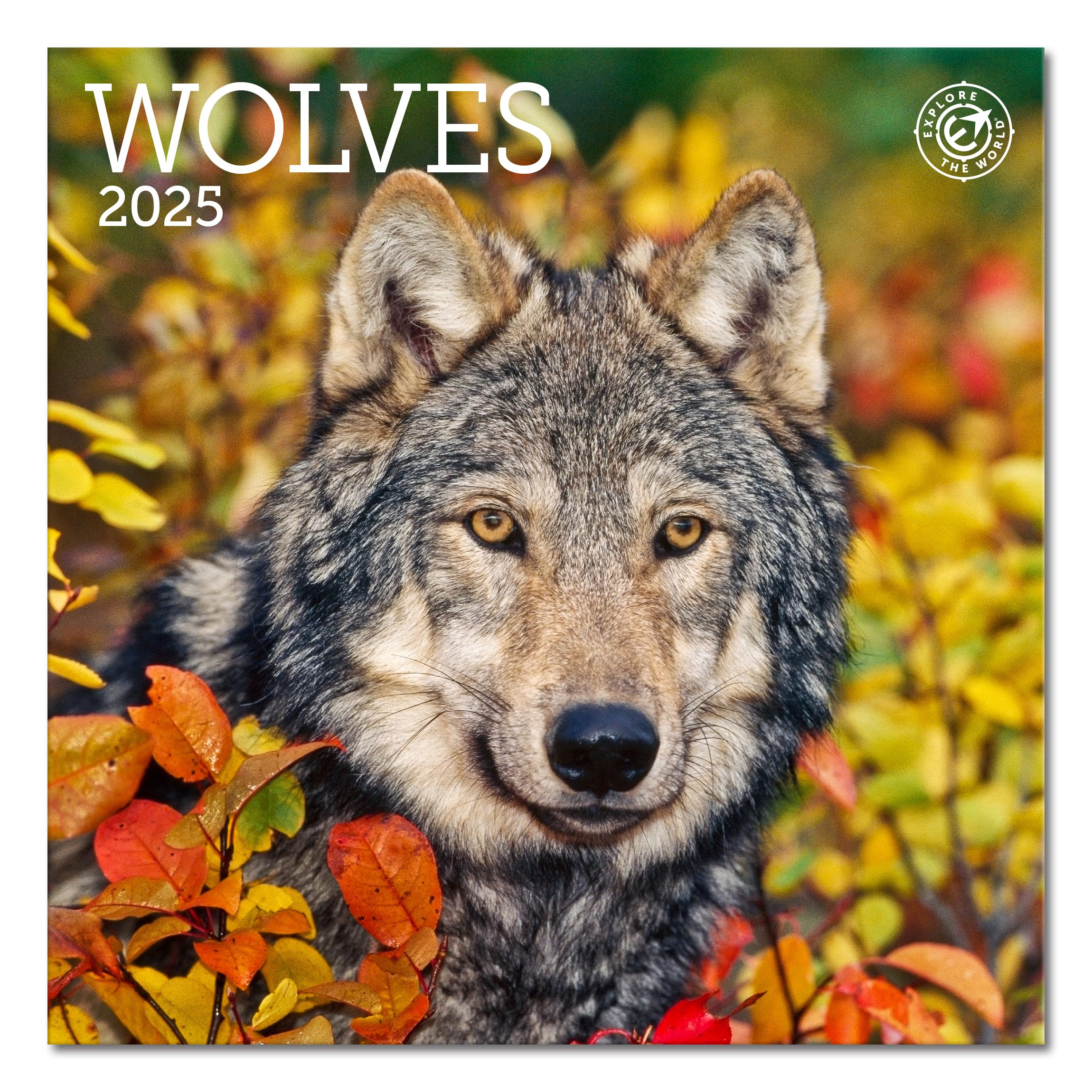 Amazon.com: Wolves Mini Wall Calendar 2025, 7" x 7" : Office Products