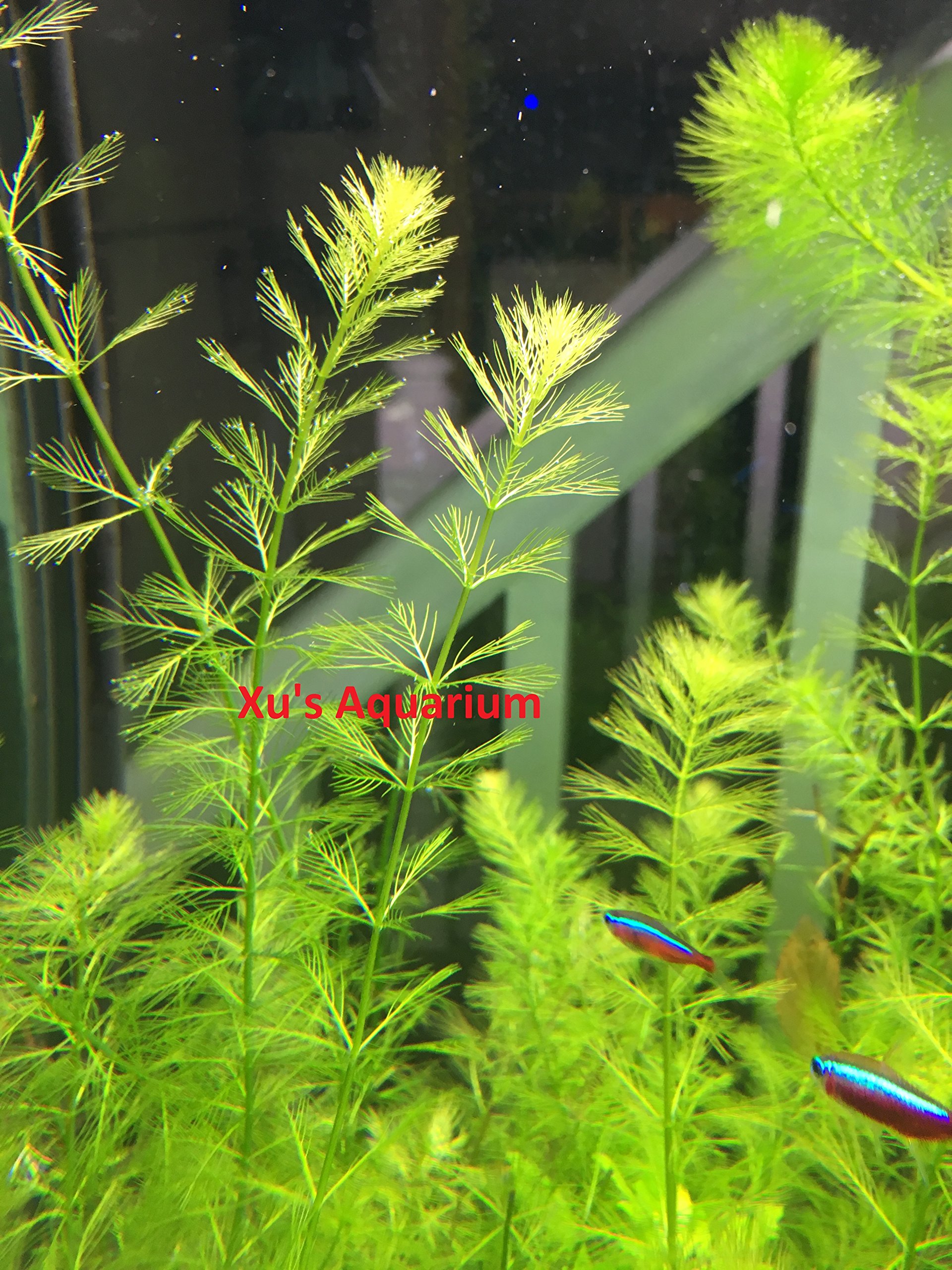 Myriophyllum Simulans