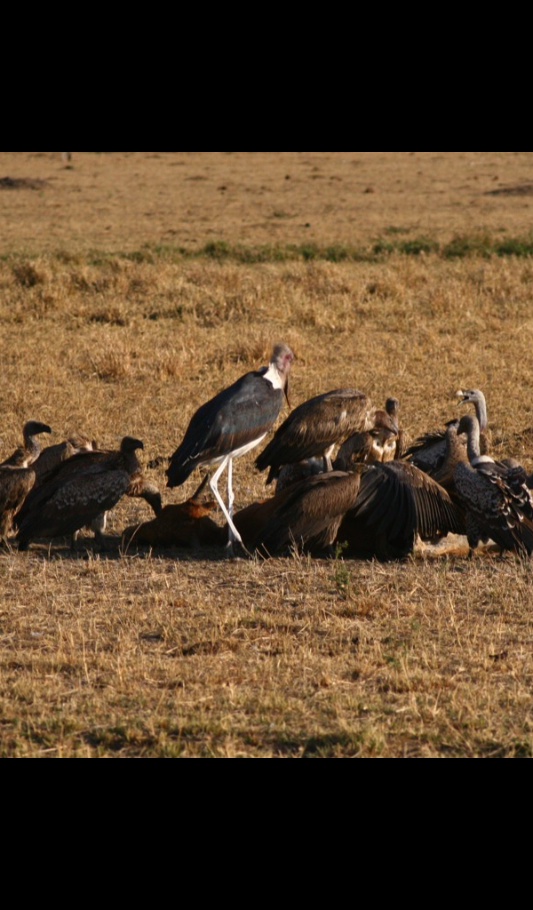 vulture Wallpaper -- HD Wallpapers of vultures! - App on the Amazon ...