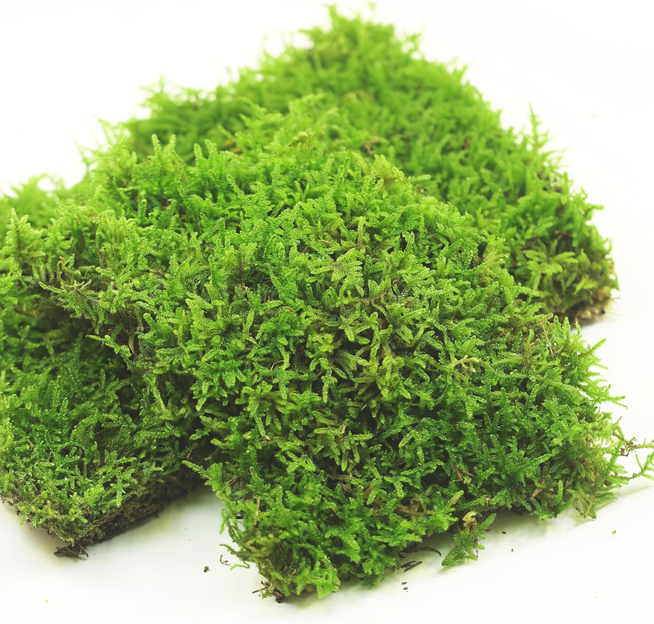 Amazon.com: Fresh Live Moss Variety Pack - Ideal for DIY Terrariums ...