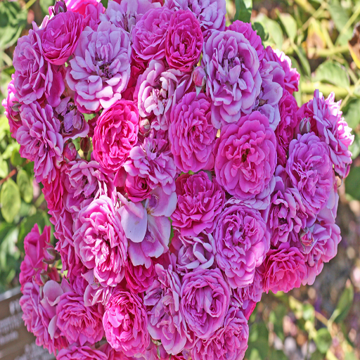 Roses 101 - App on Amazon Appstore