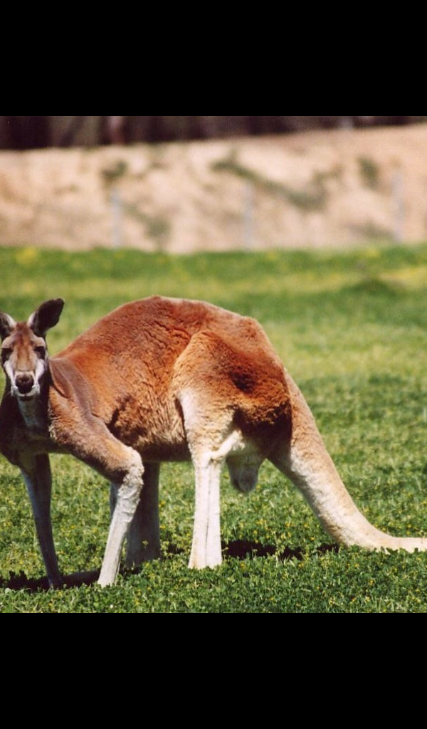 Kangaroo Wallpaper -- HD Wallpapers of Kangaroos! - App on Amazon Appstore