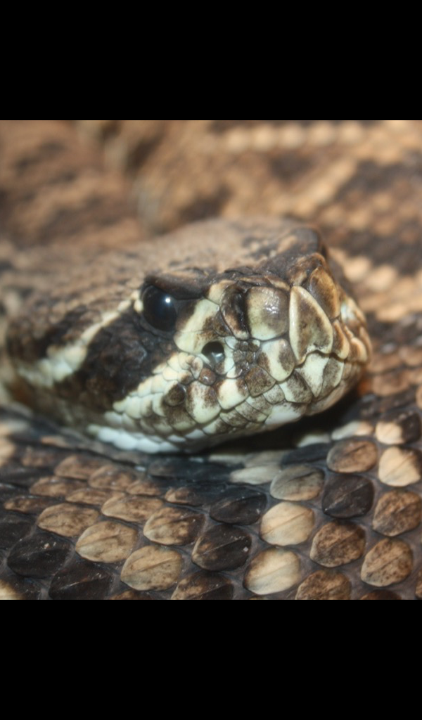 diamondback snake Wallpaper -- HD Wallpapers of diamondback snakes ...