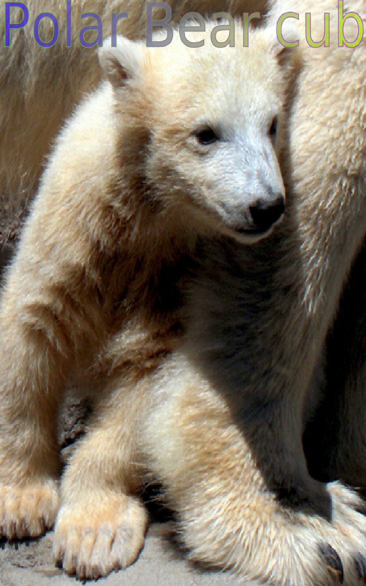 Baby Animals 2 - App on Amazon Appstore