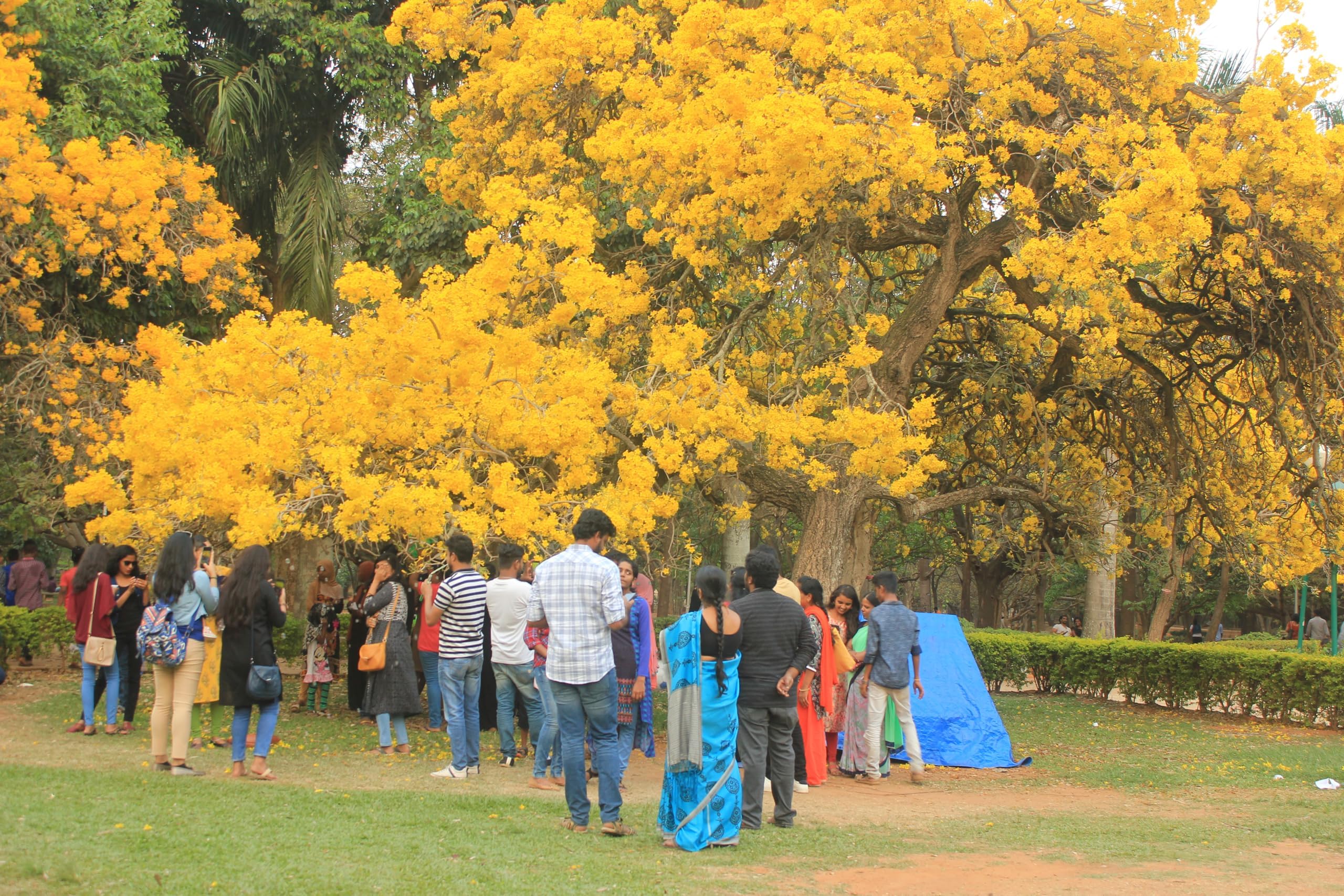 SRI SAI FORESTRY Tabebuia Argentea Seed Golden Yellow Bells Avenue Tree ...