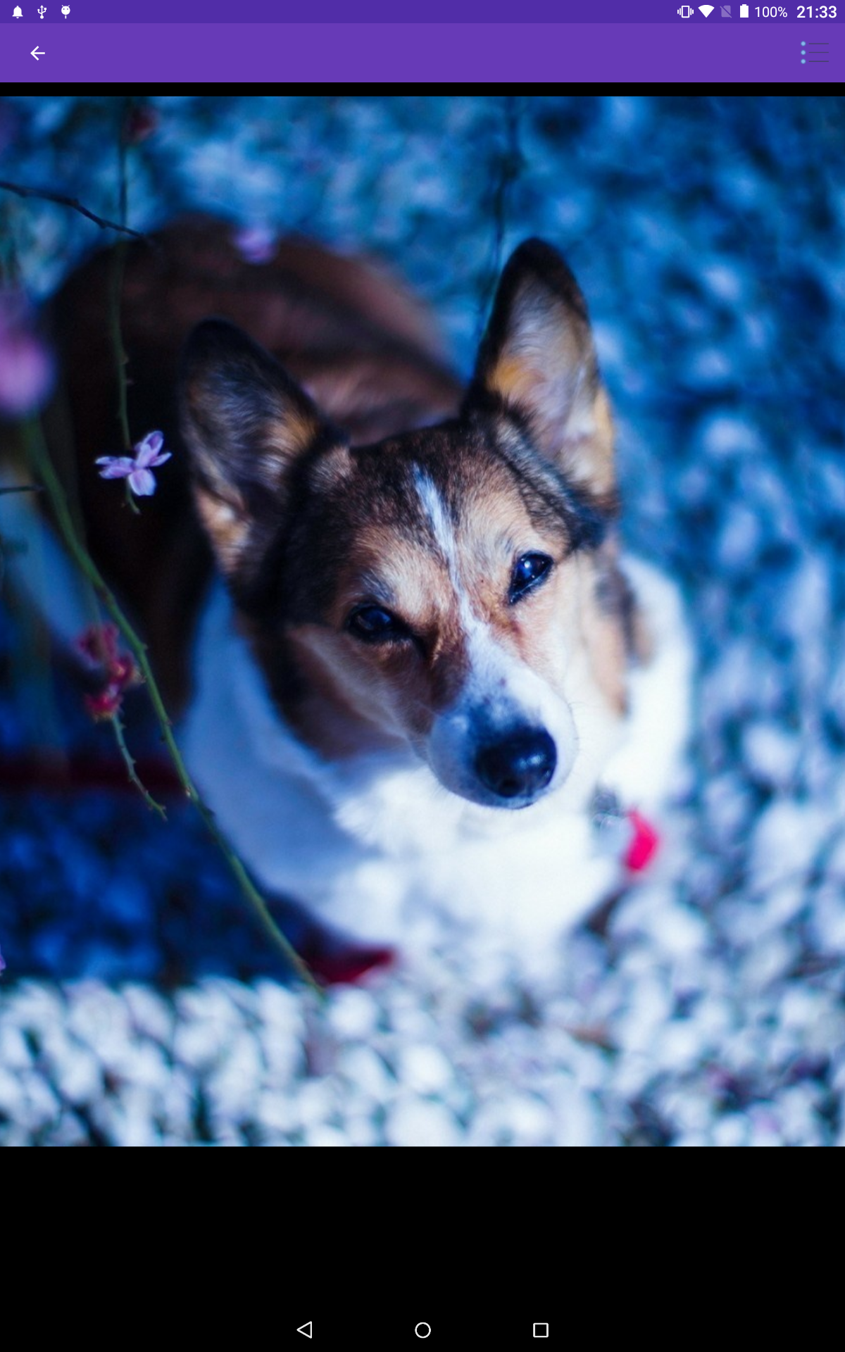 Dogs Wallpapers - App on Amazon Appstore