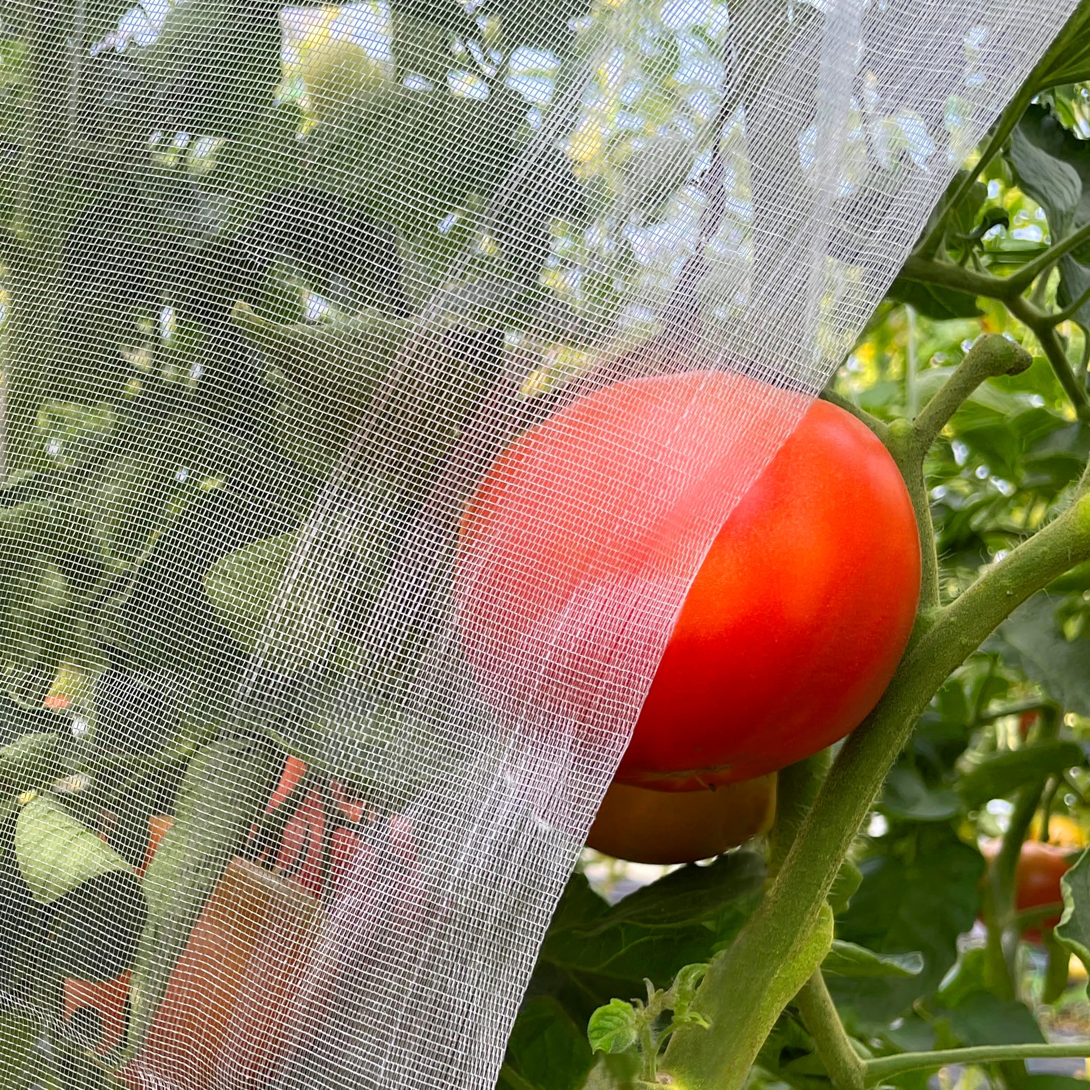 Amazon.com: Dalen Cicada-X Tree & Shrub Protective Netting – Protect ...