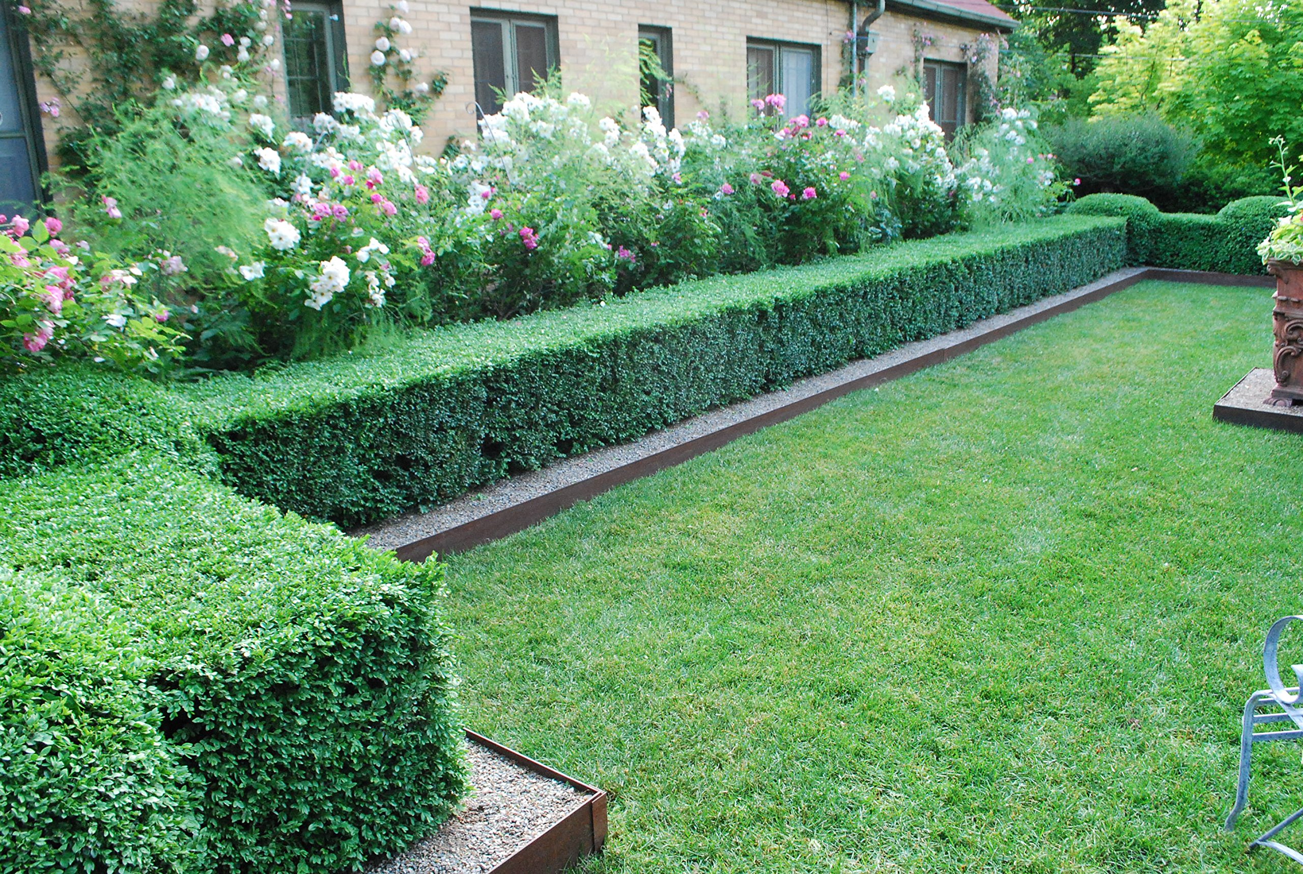 Japanese Boxwood 3 Live Plants 2 Pot Size Buxus Microphylla
