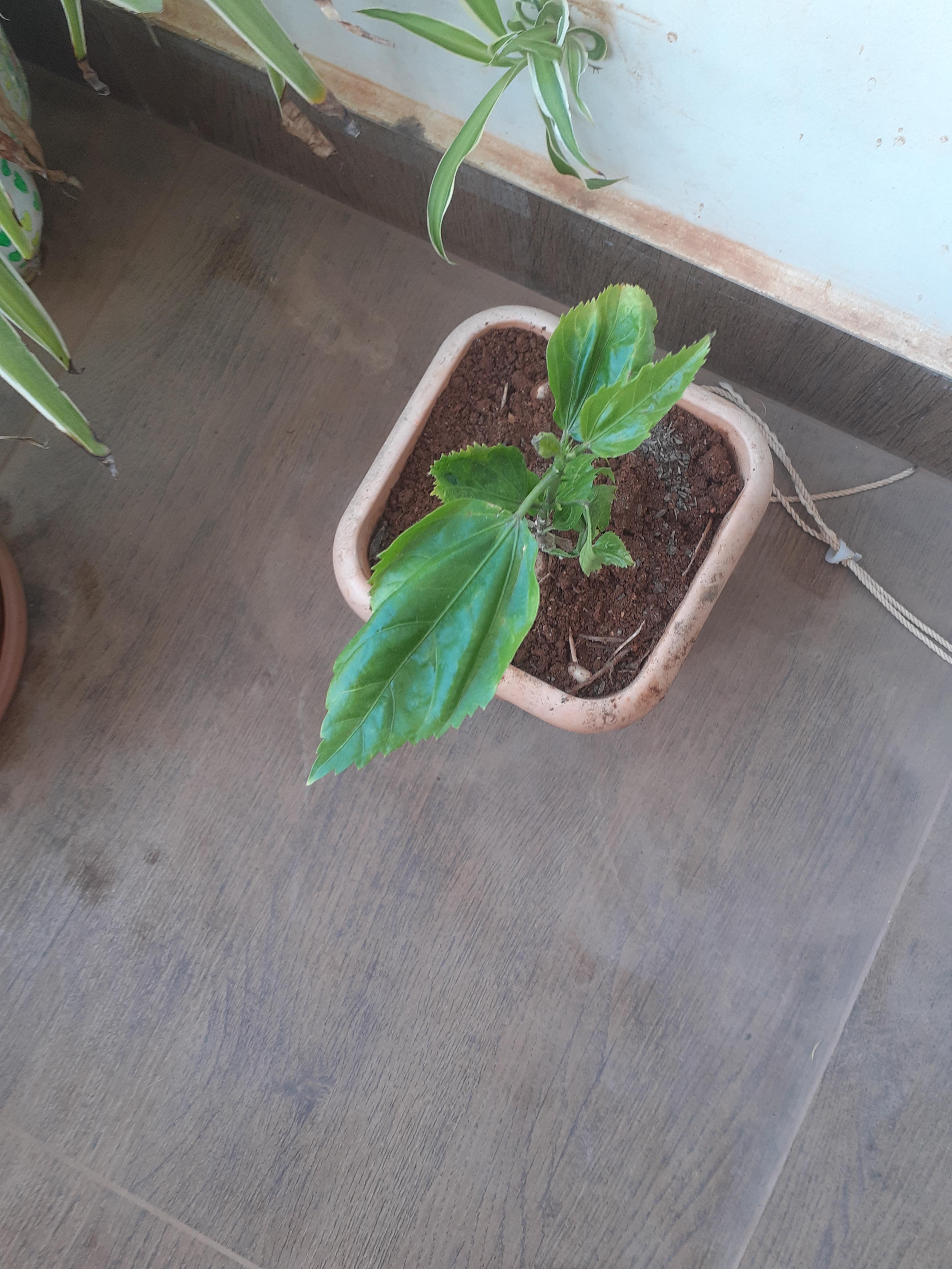 Siam Garden Red Hibiscus Live Flower Plant Gudhal Jaba Tree 30 cm for ...