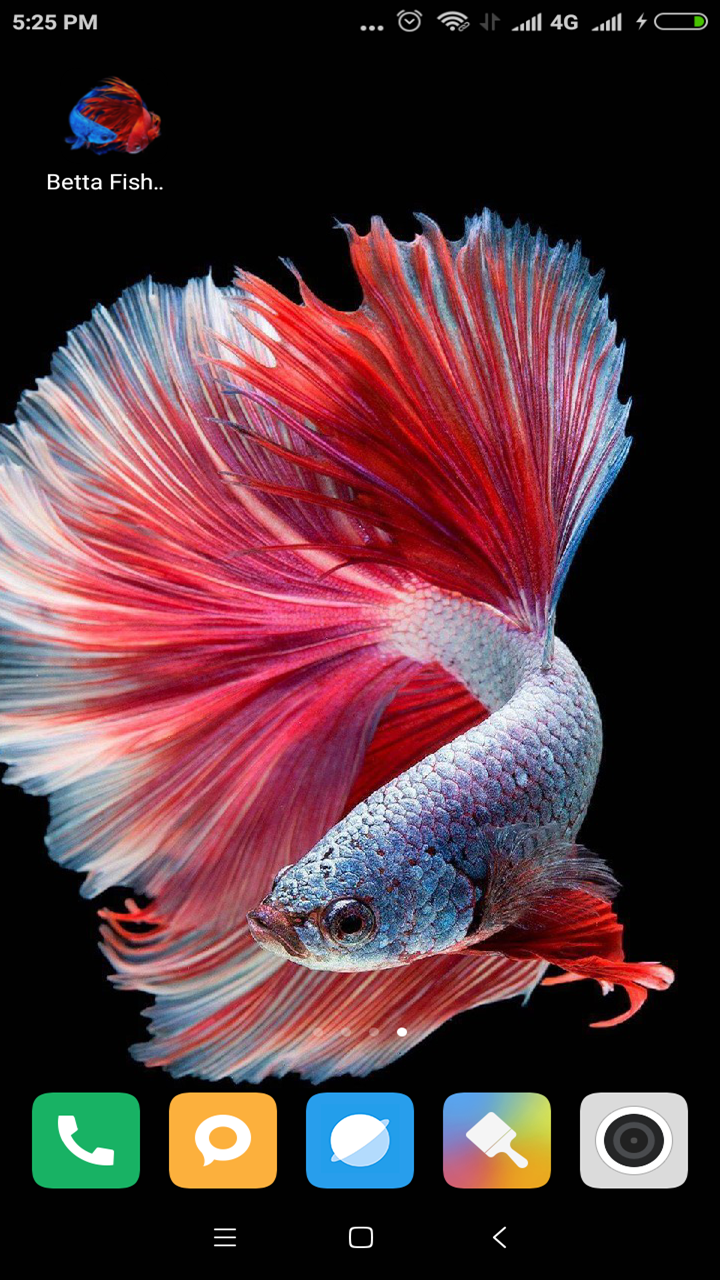Betta Fish Wallpaper - App on Amazon Appstore