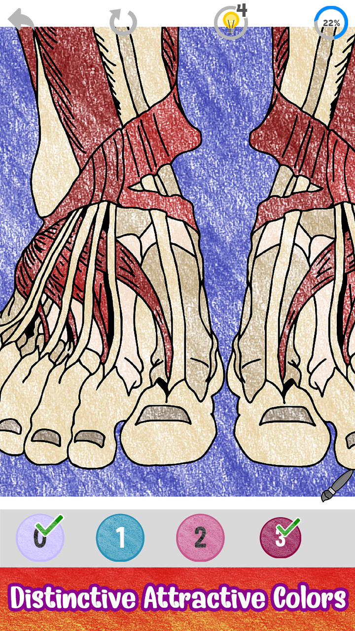 Human Body Color By Number Art - Anatomy Coloring Book:Amazon.com ...