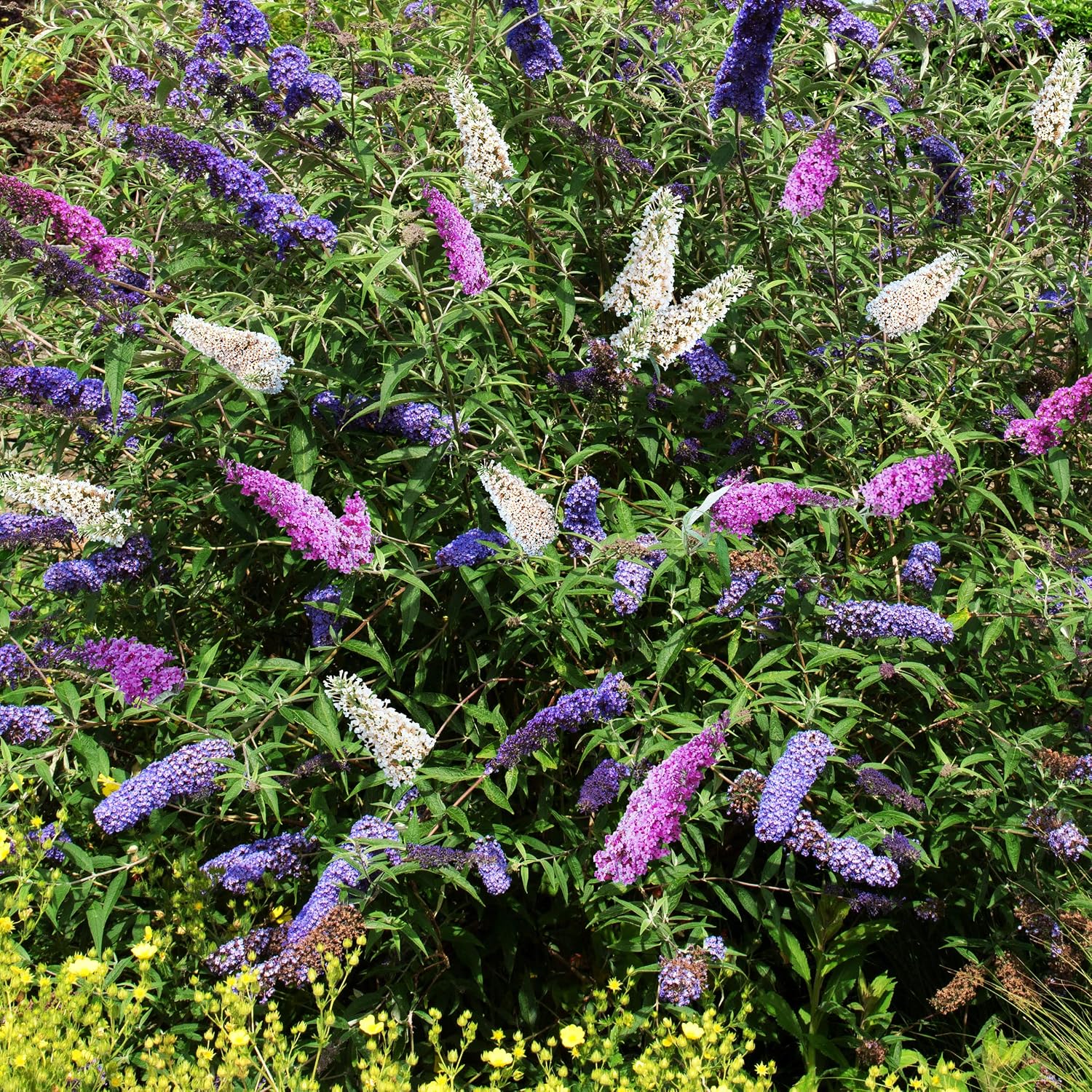 Multicolour Scented Outdoor Buddleia Plants | Buddleia Tricolour ...