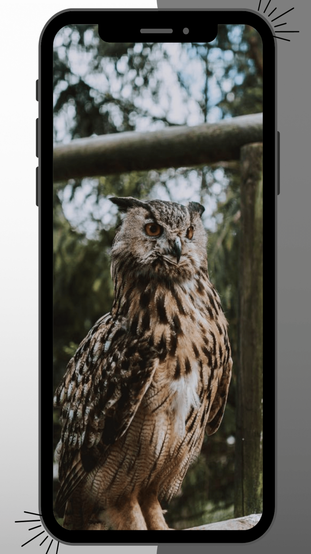 Owl Wallpapers 4K - App on the Amazon Appstore