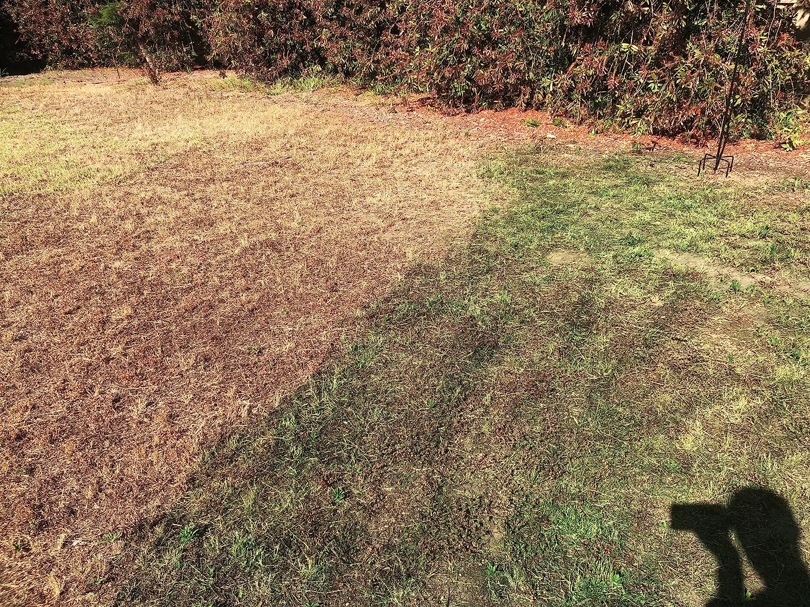 $9/mo - Finance PetraTools Grass Paint Max Strength, Green Grass Lawn ...