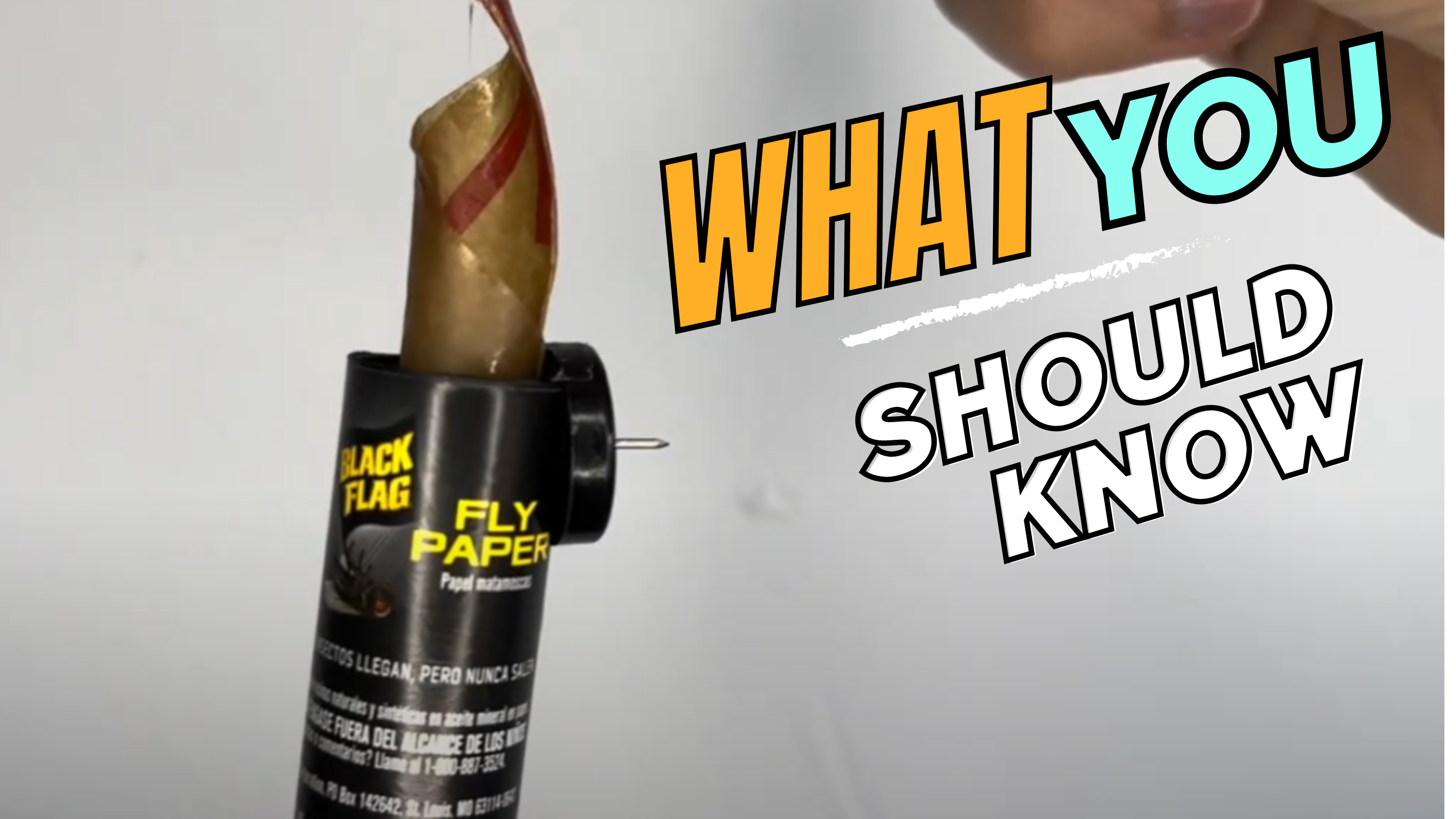 Watch Must Watch, Black Flag Fly Paper Product Review on Amazon Live