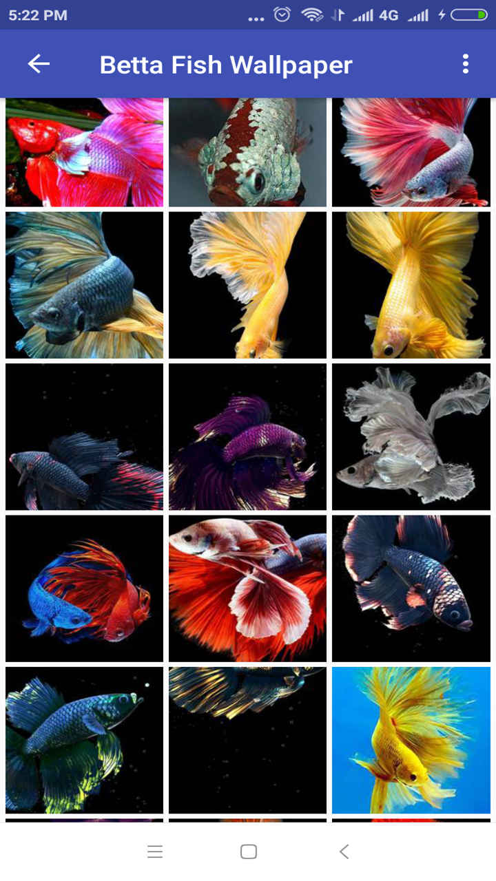 Betta Fish Wallpaper - App on Amazon Appstore