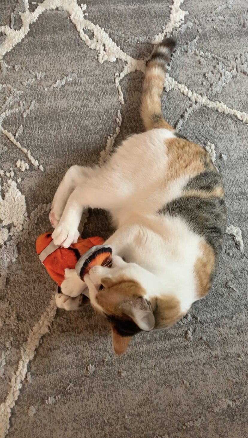 Watch The Ultimate Cat Kicker Toy! - #Cats on Amazon Live