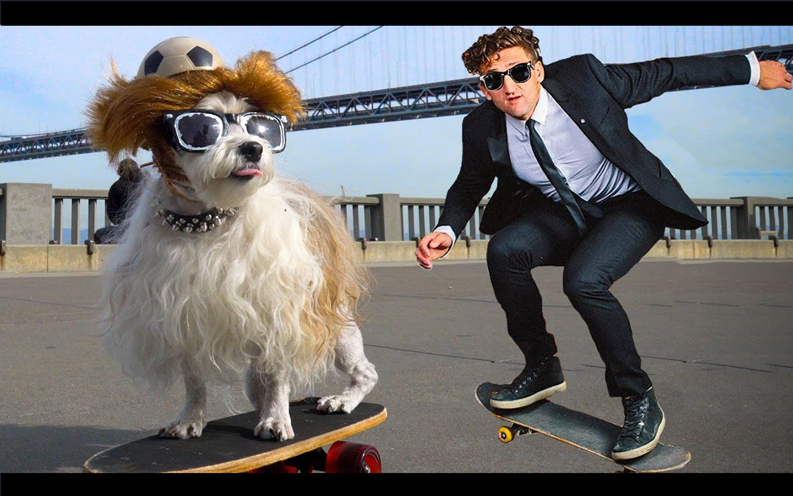 AFV Animals-Animal & Pet Video - App on Amazon Appstore