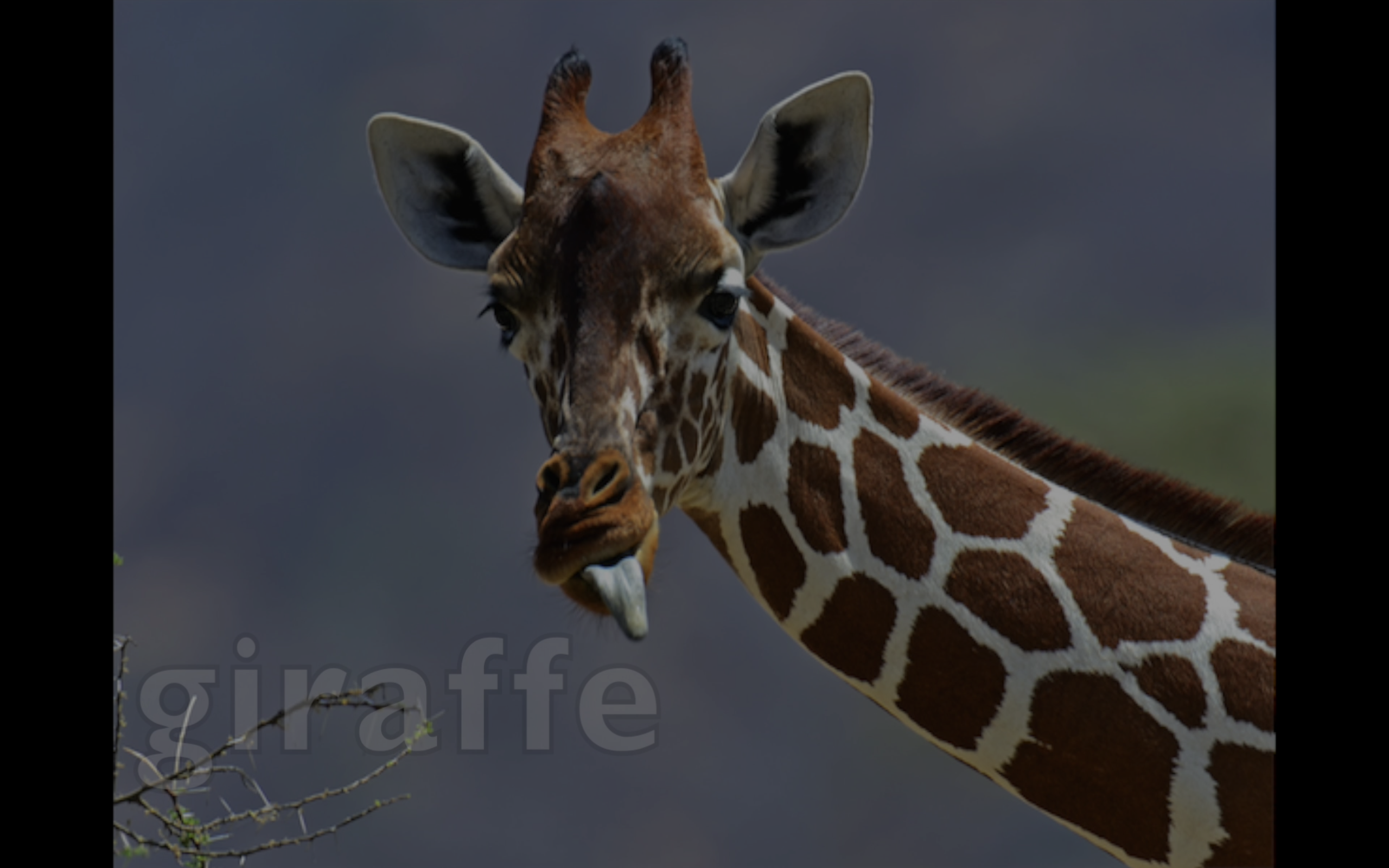 Vocabulary Builder™ 4 Video Flashcard Player - App on the Amazon Appstore