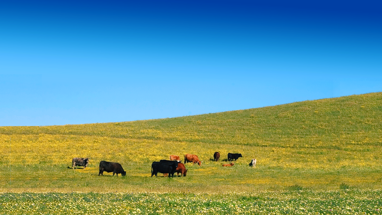 iHerd - App on Amazon Appstore