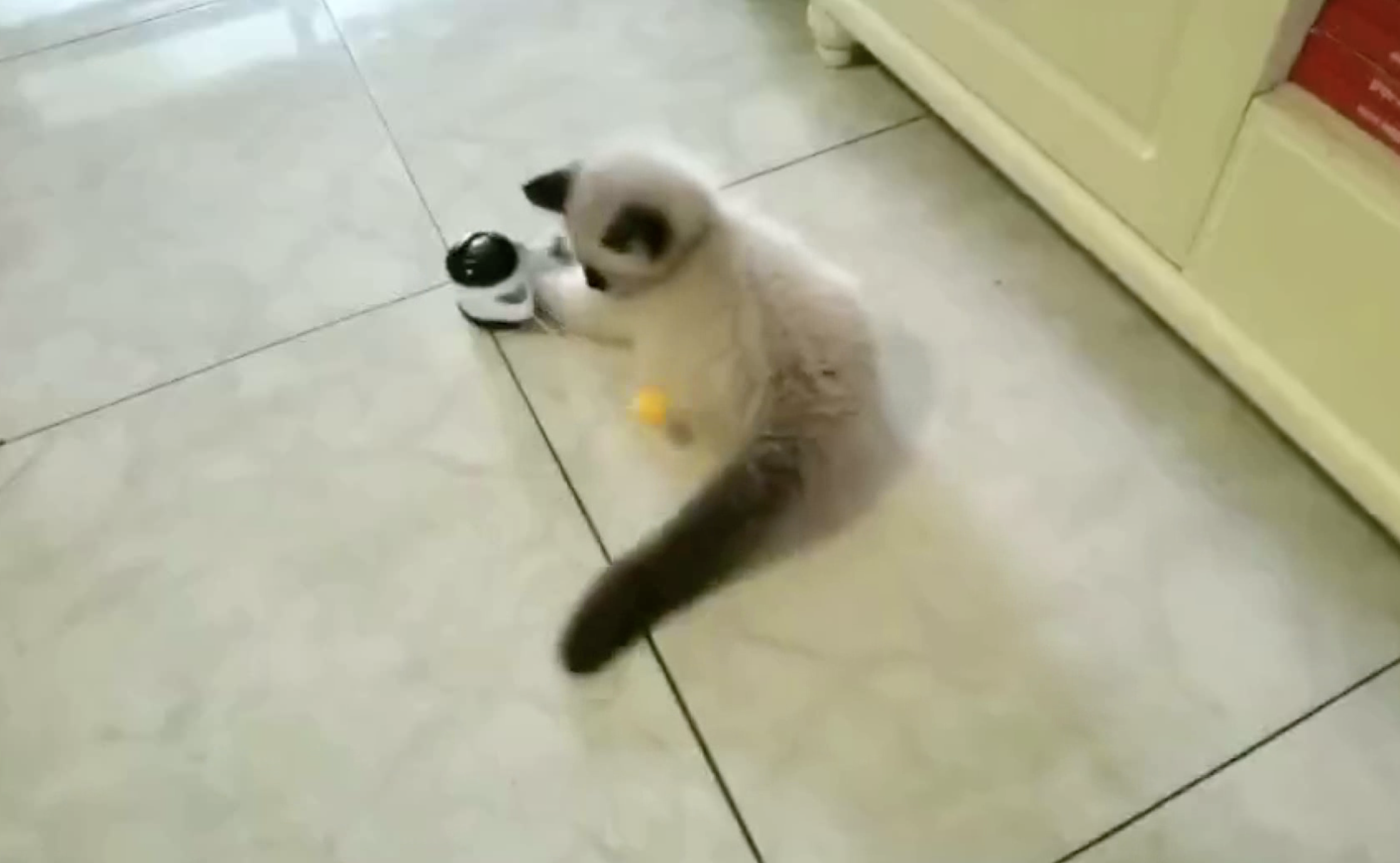 Watch Balanced Cat Toy, Cat Toy Chaser, Cat Swing Toy, Interactive Cat ...