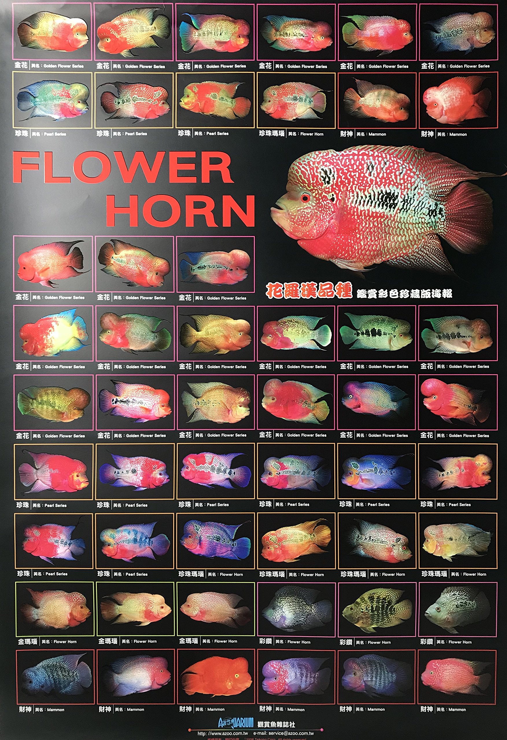 Flowerhorn Types Colors