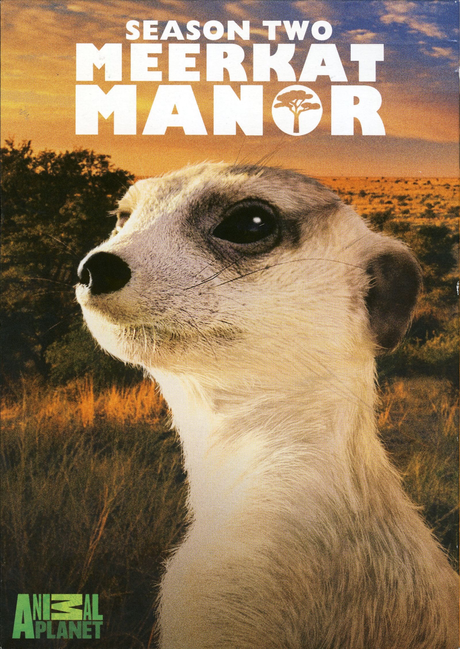 Meerkat Manor Mozart