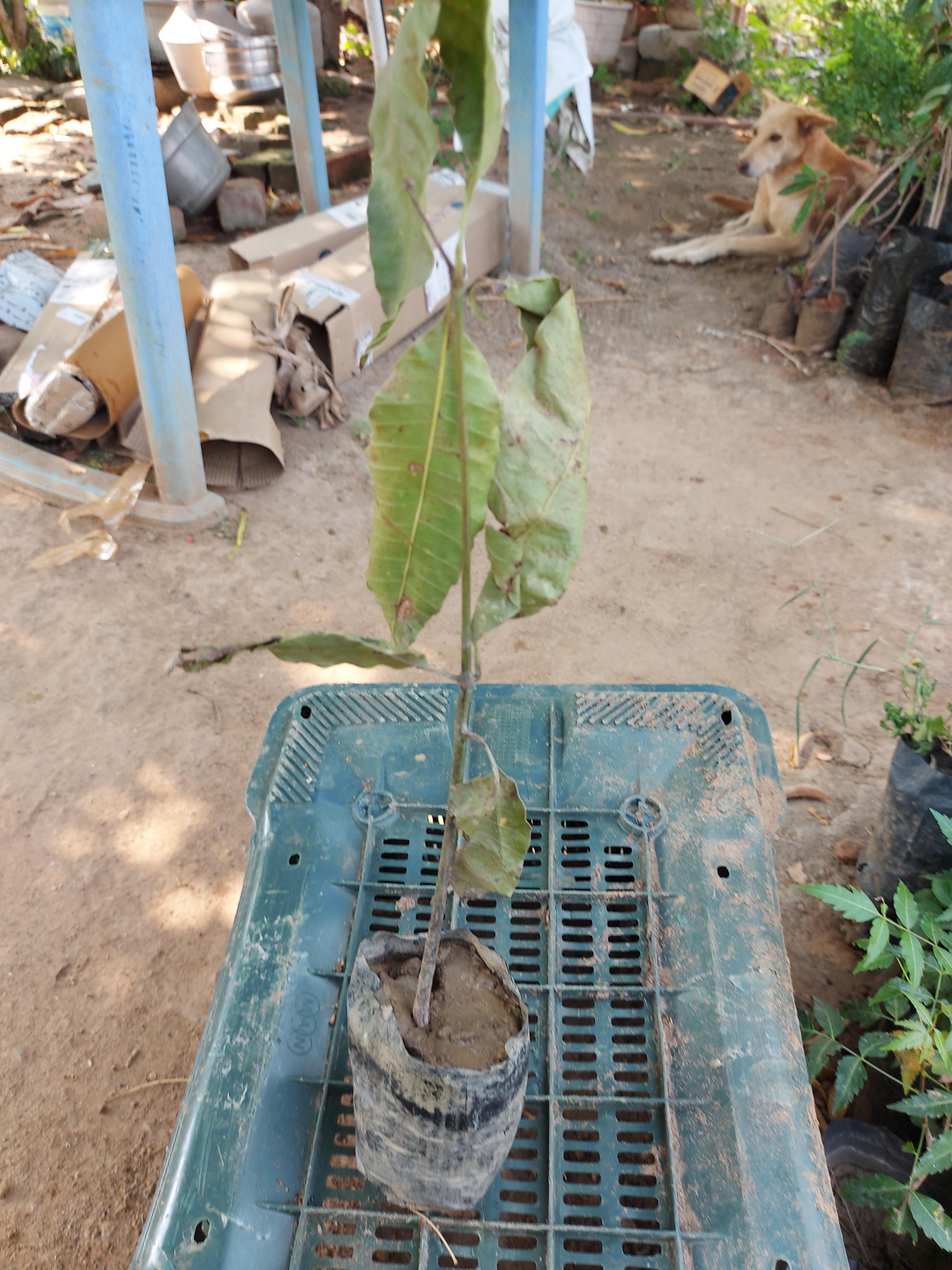 Mphmi Plants Mango Sindhu plant (Grafted) - Fruit Plants & Tree ...