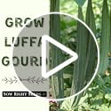 Amazon.com : Sow Right Seeds - Luffa Gourd Seed for Planting - Non-GMO ...